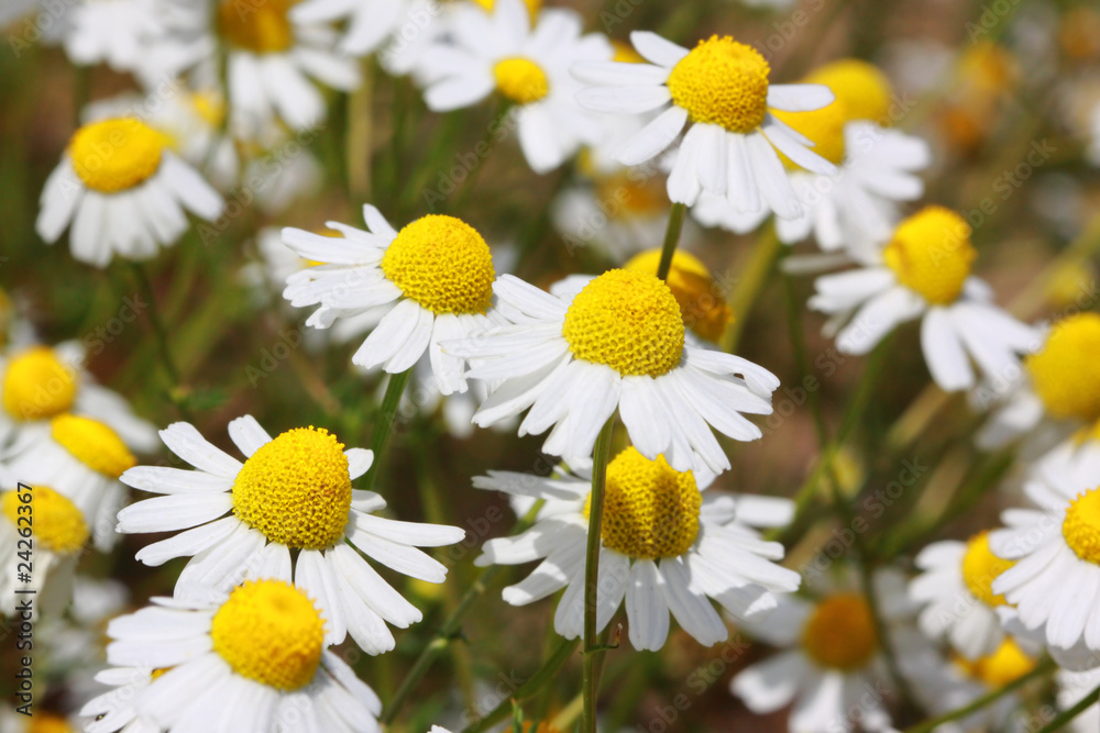 Kamillenblüten Stock-Foto | Adobe Stock