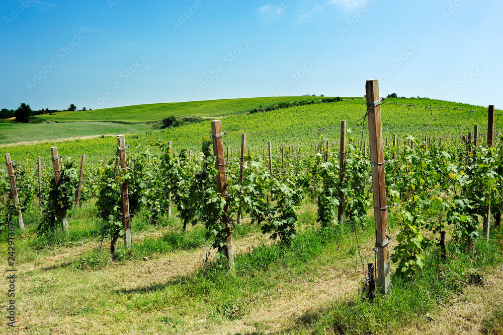 vigneto in estate Stock Photo | Adobe Stock