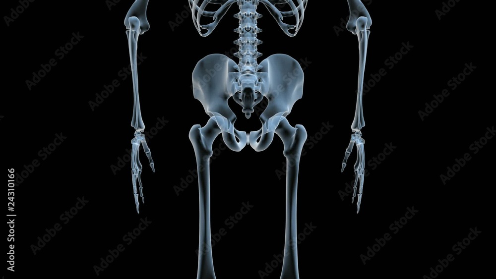 x-ray skeleton rotation scan isolated with alpha in hd 1920x1080 Stock ...