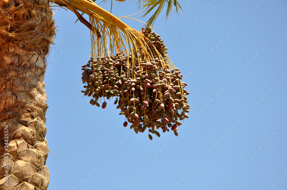 palme Stock Photo | Adobe Stock