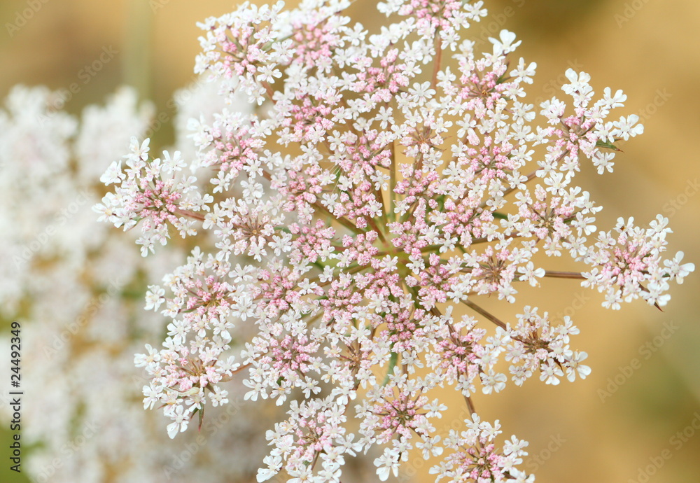 Fleur de carotte sauvage Stock Photo | Adobe Stock