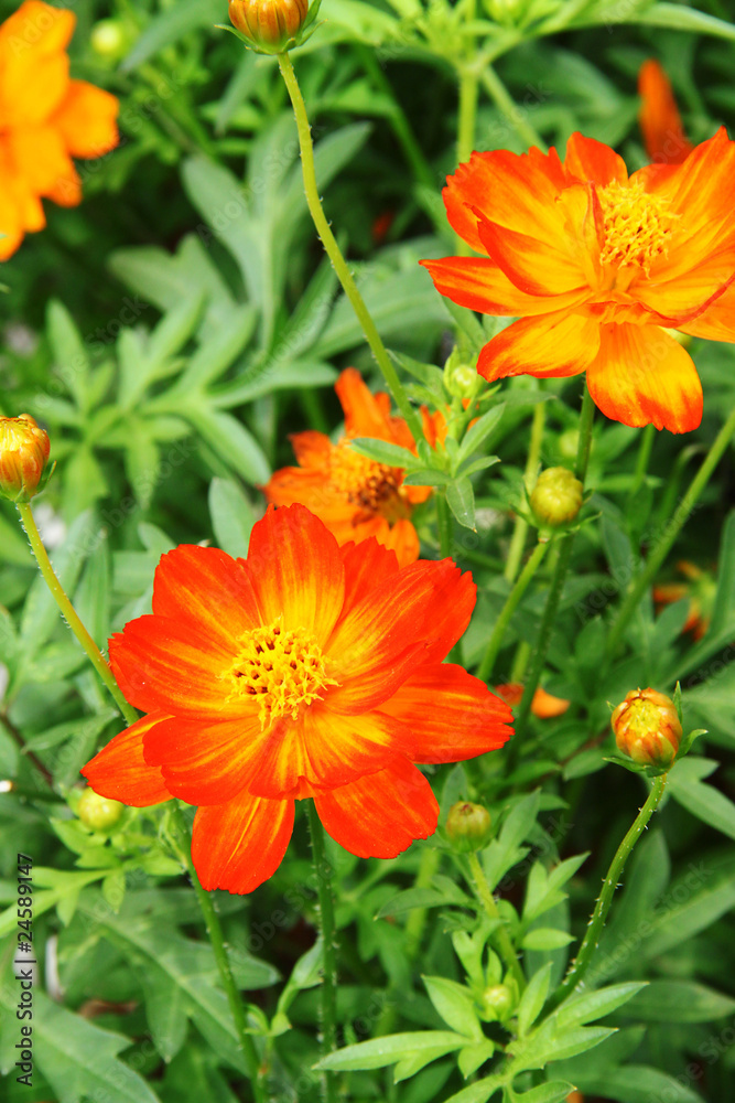 Beautiful red cosmos flower closeup Stock Photo | Adobe Stock