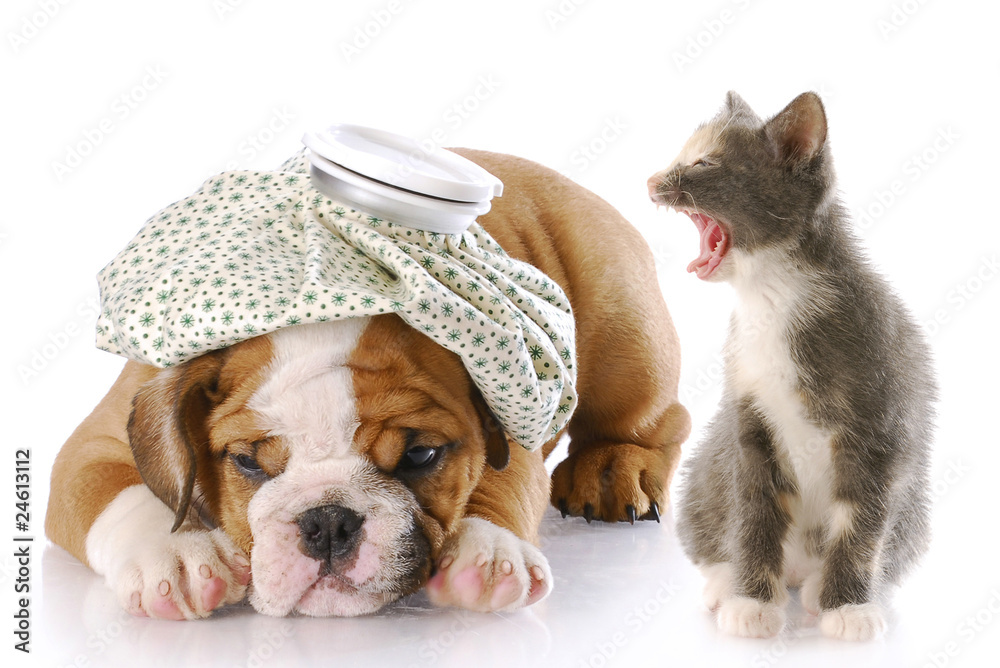 dog and cat fight Stock Photo | Adobe Stock