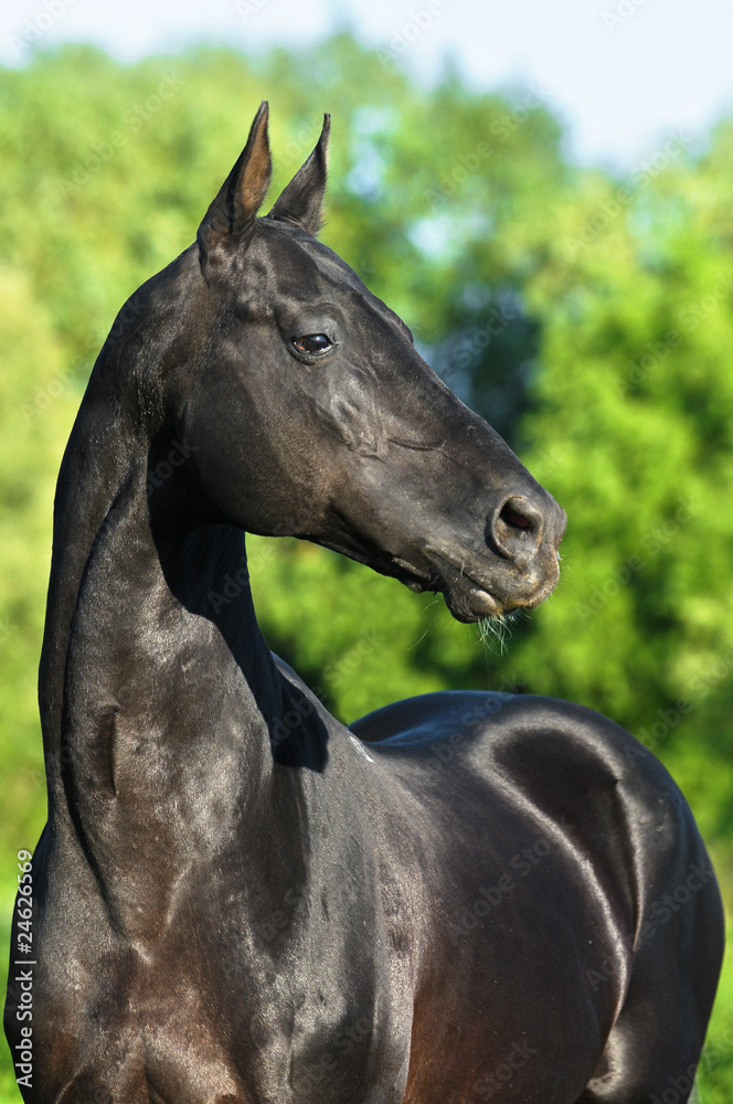 Akhal Teke Black