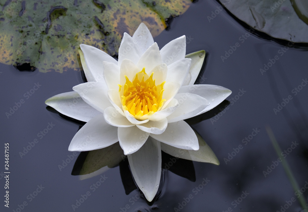 Water Lilly Bloom Stock Photo | Adobe Stock