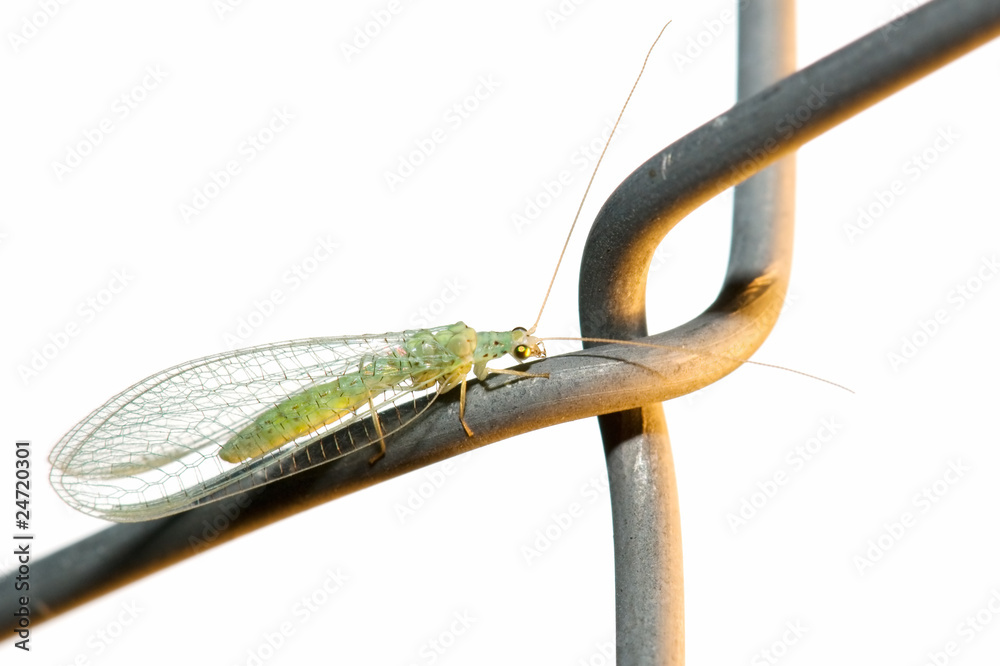 mosquito verde Stock Photo | Adobe Stock