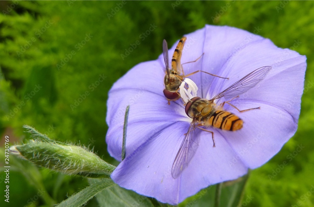 liseron Stock Photo | Adobe Stock