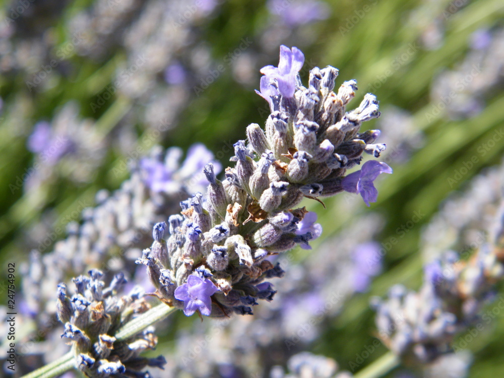 lavanda foto de Stock | Adobe Stock