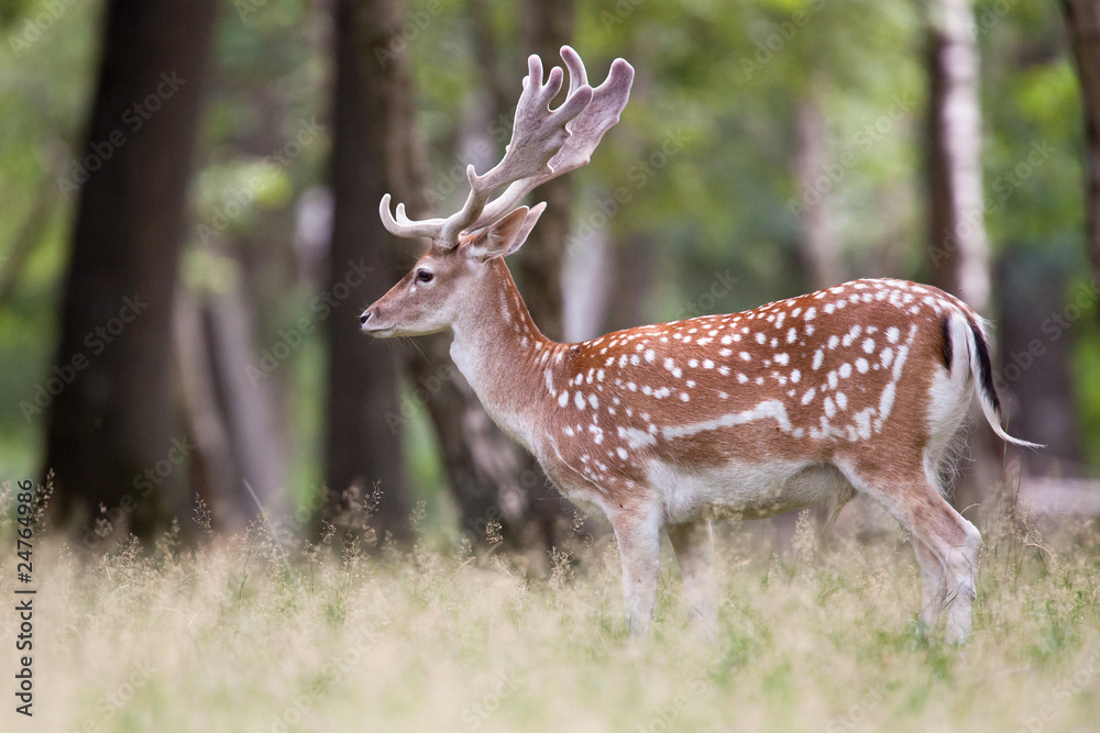 daim faon cervidé mammifère daine bois brame forêt Photos | Adobe Stock