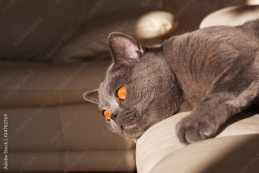 Faul auf der Couch liegen Stock-Foto | Adobe Stock