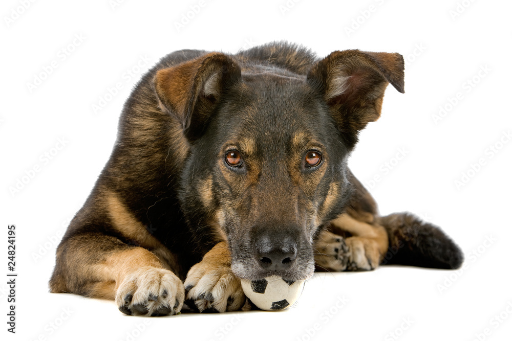 Dutch Shepherd Lab Mix