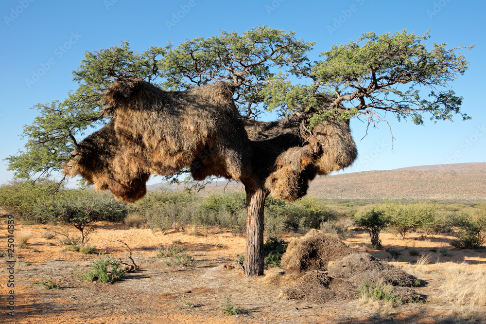 Photo And Art Print Sociable Weaver Nest In An African Acacia Tree Ecoview