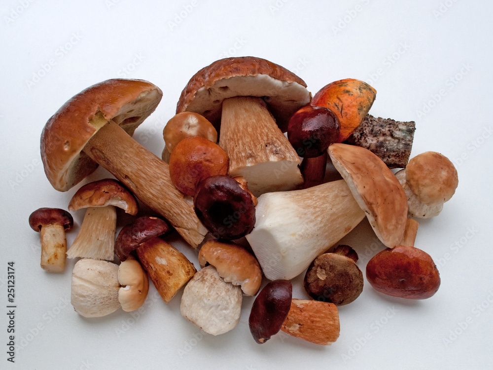 Gemischte Waldpilze Stock-Foto | Adobe Stock