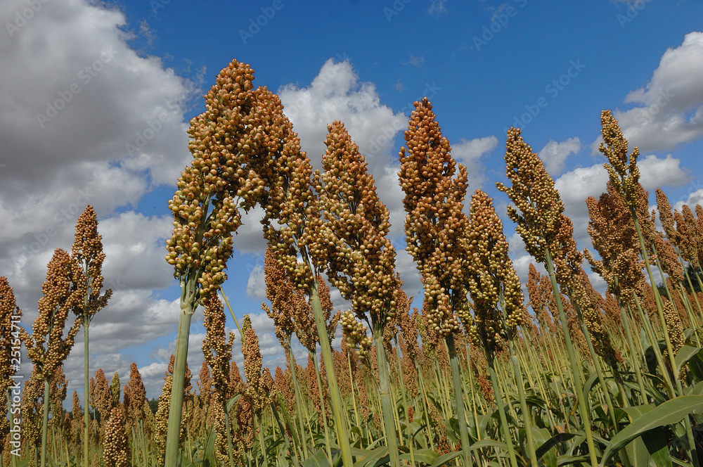 sorgo ou sorgho Stock Photo | Adobe Stock