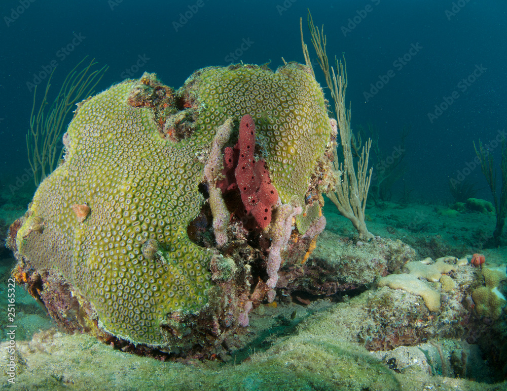 Giant Star Coral(Montastrea cavernosa) Mound Stock Photo | Adobe Stock