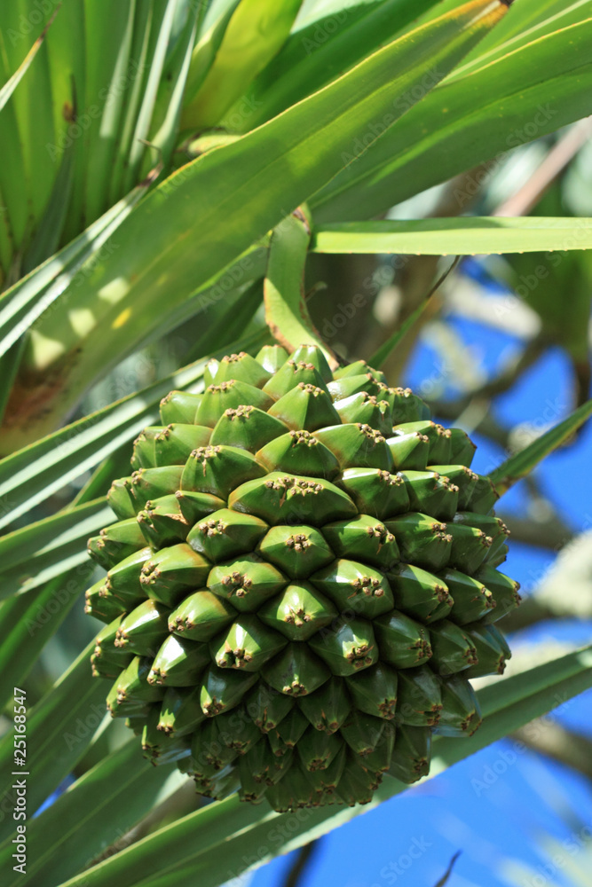 pimpin, fruit comestible du vacoa, île de la Réunion Stock Photo ...
