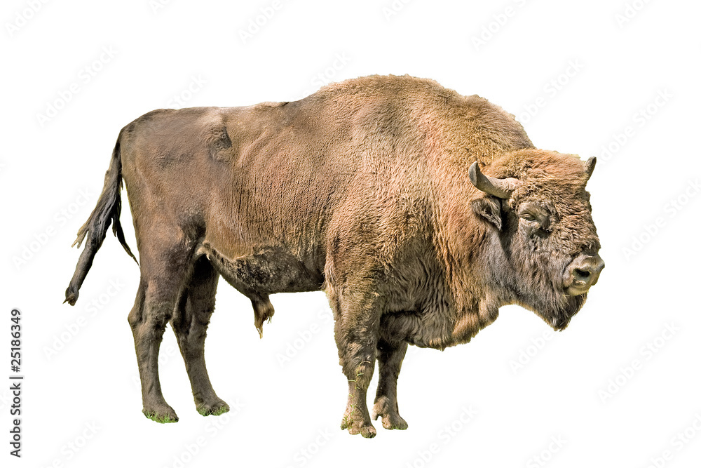The European bison on a white background Stock Photo | Adobe Stock