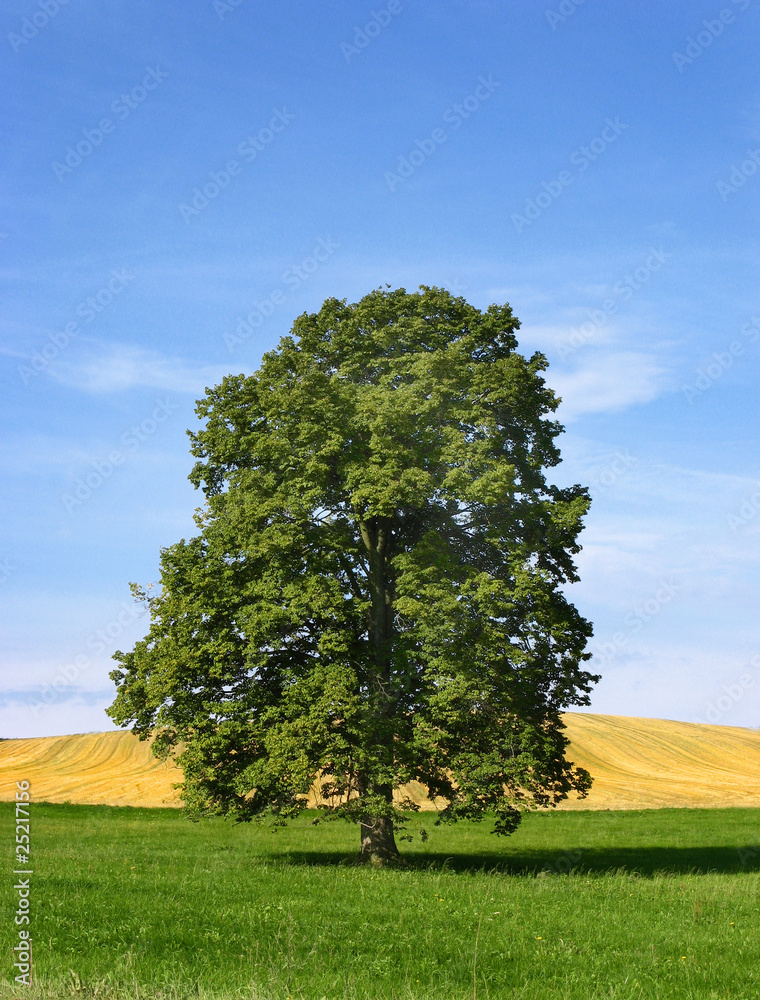 freistehender Laubbaum 2 Stock-Foto | Adobe Stock