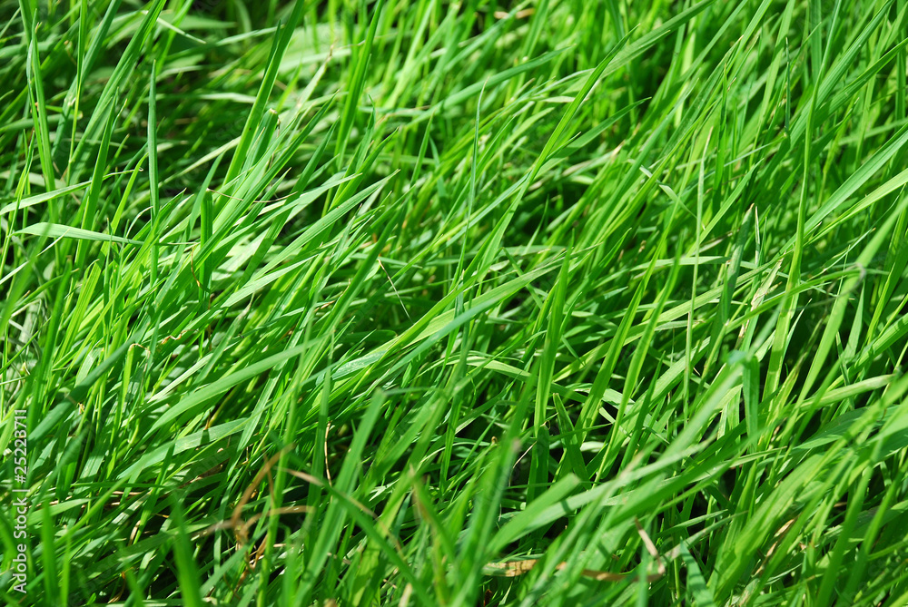 Grass Stock Photo | Adobe Stock