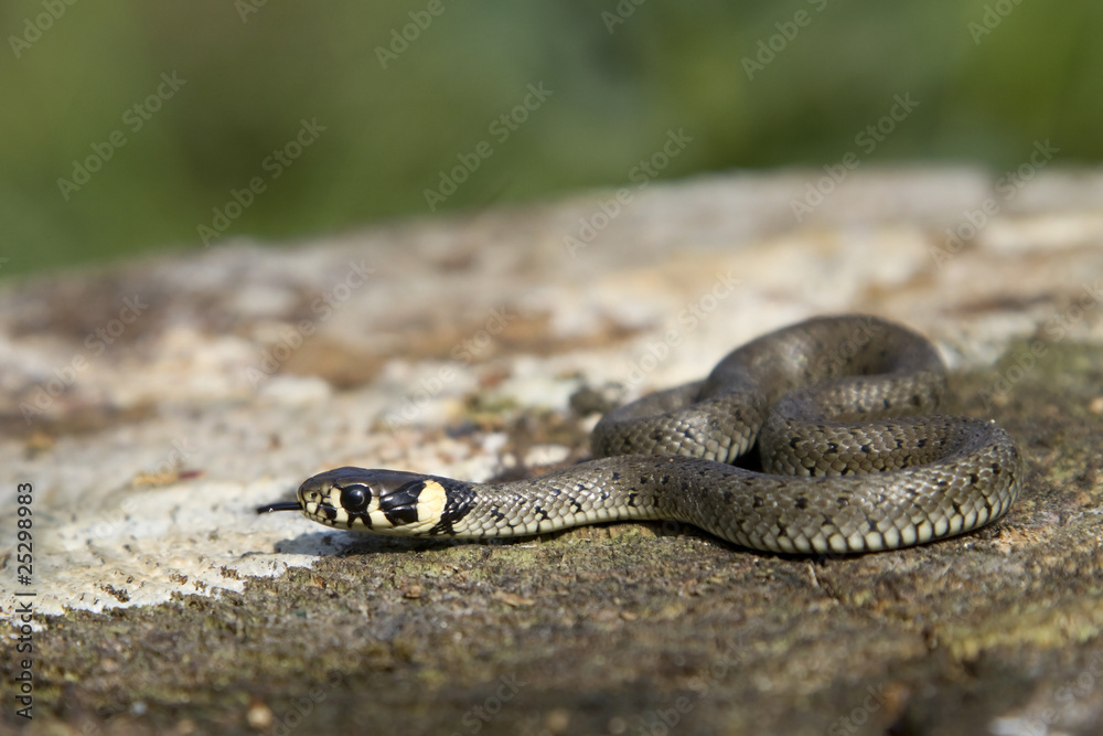 Ringelnatter (Natrix natrix) Stock Photo | Adobe Stock