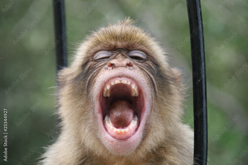 Affe gähnt Stock-Foto | Adobe Stock