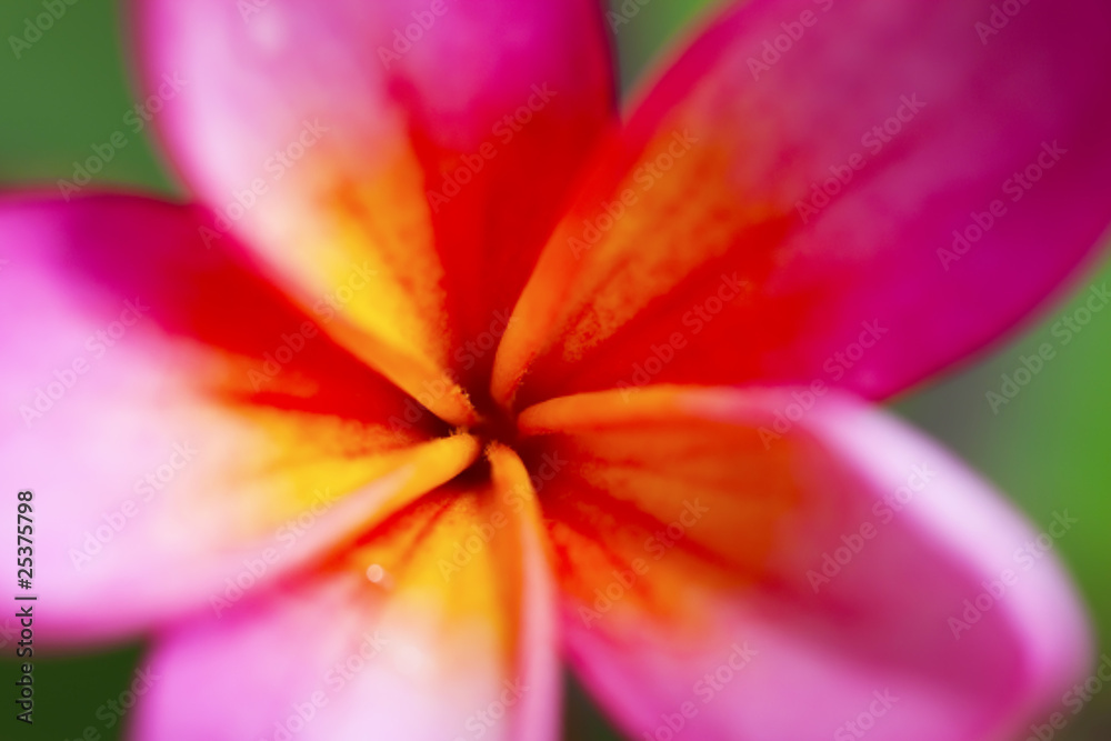 Close up franzi panzi flower. Stock Photo | Adobe Stock