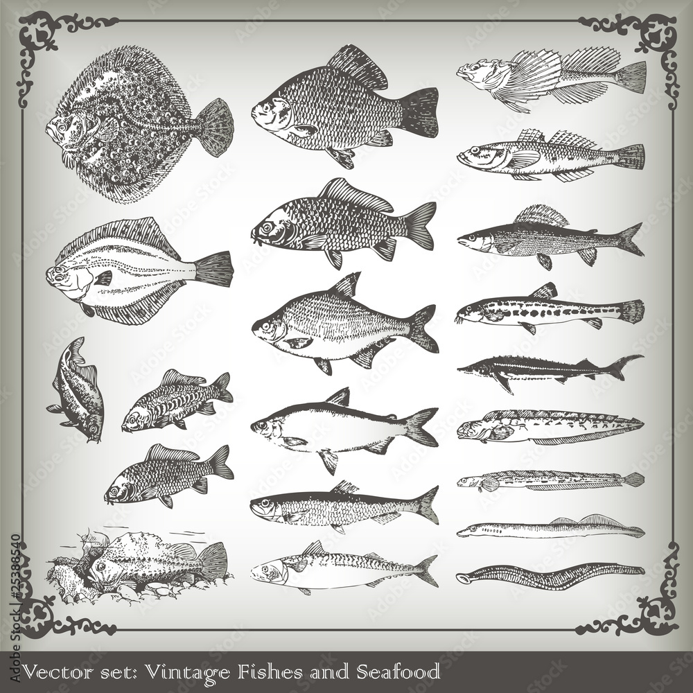Vector set: fish Stock Vector | Adobe Stock