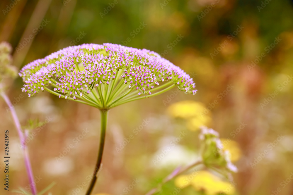 Inflorescence Umbel