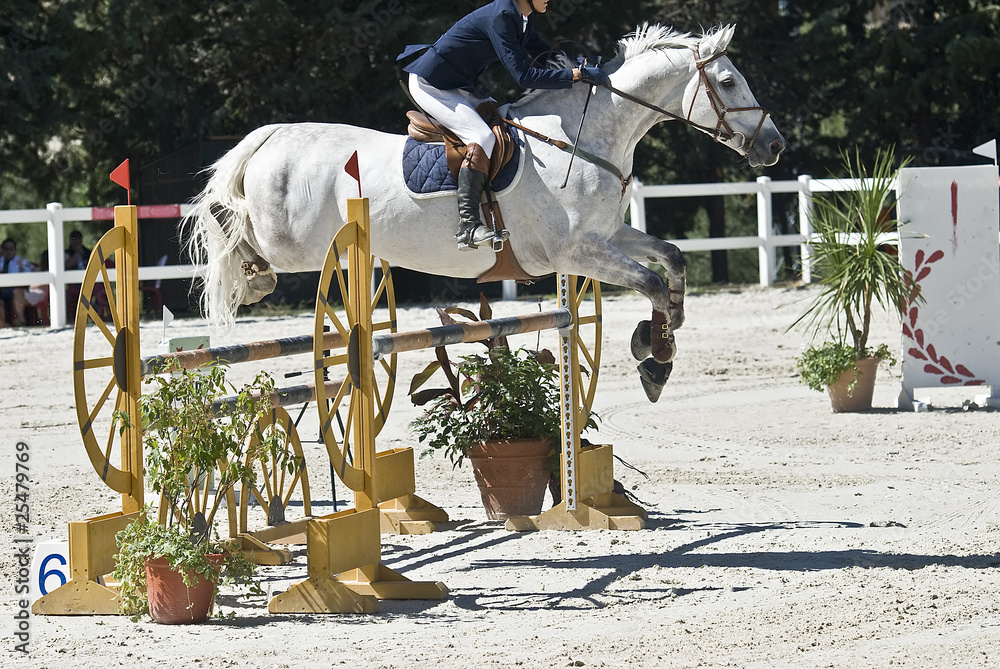 Caballo saltando. foto de Stock | Adobe Stock