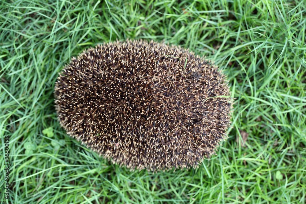 Igel Stock Photo | Adobe Stock