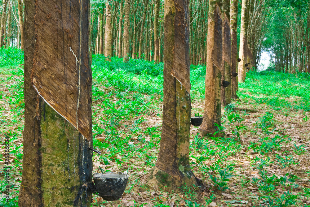 Rubber tree Stock Photo | Adobe Stock