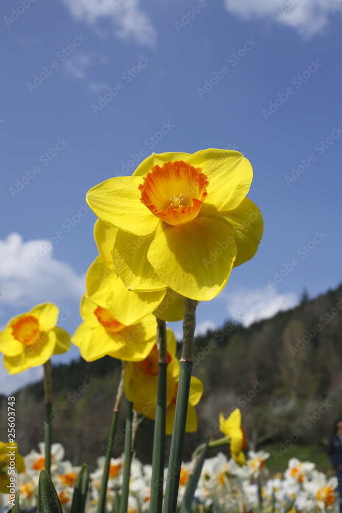 Foto Stock narciso giallo | Adobe Stock