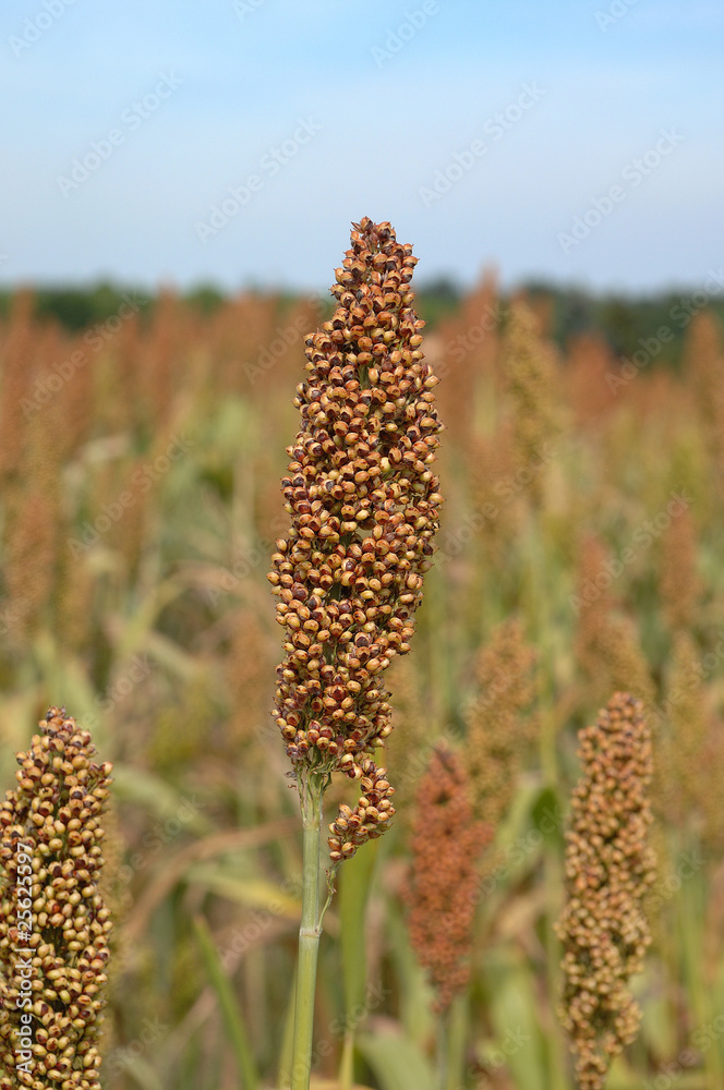 sorgo ou sorgho Stock Photo | Adobe Stock