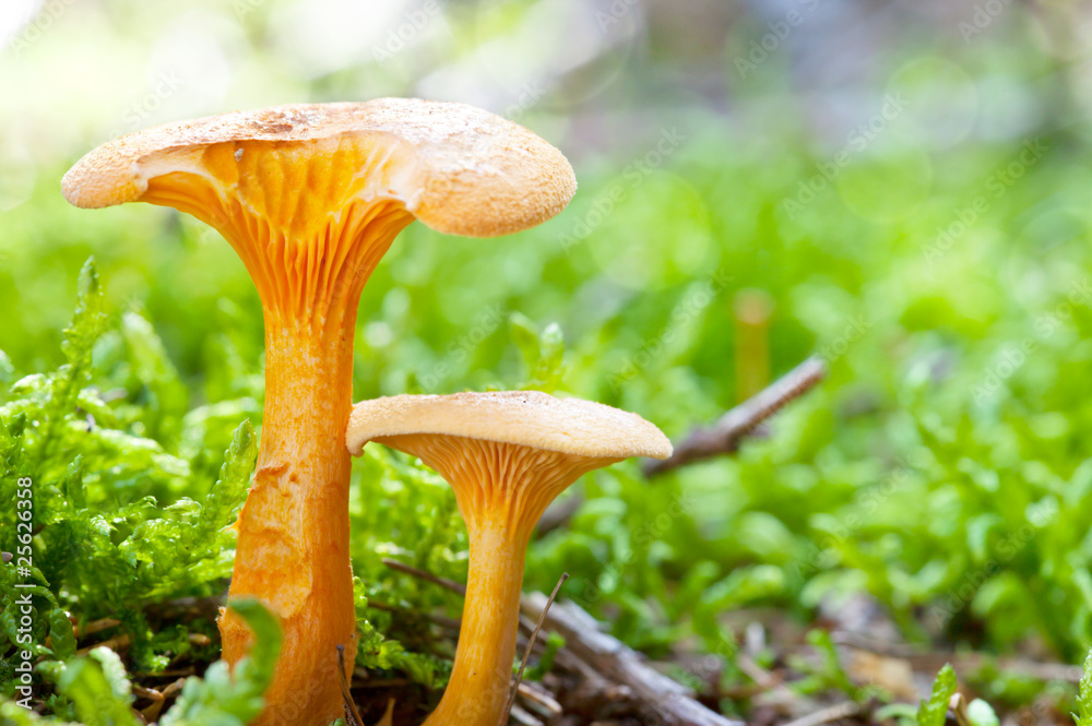 Hygrophoropsis aurantiaca falscher pfifferling Stock-Foto | Adobe Stock
