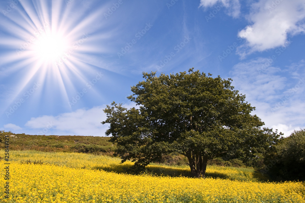 Arbre dans une prairie de fleurs jaunes Stock Photo | Adobe Stock