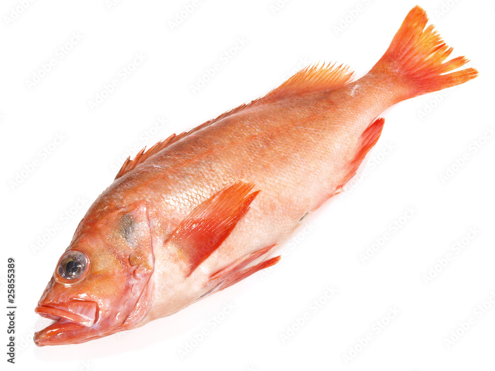 Rotbarsch Stock Photo | Adobe Stock