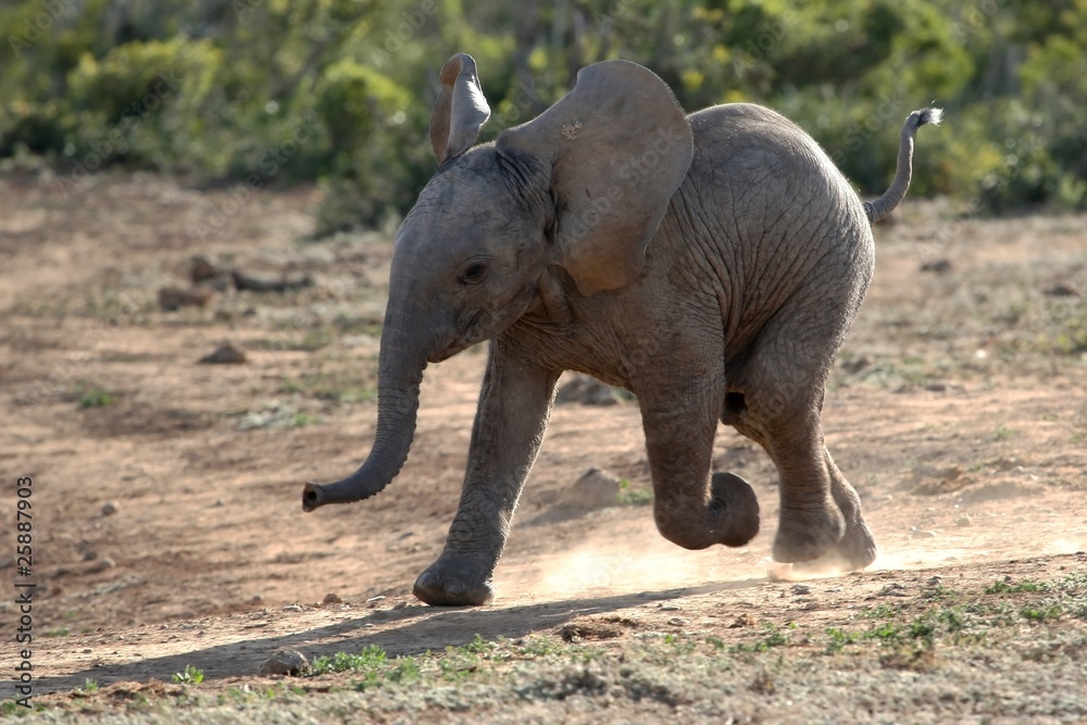 Baby Elephant Running Stock Photo | Adobe Stock