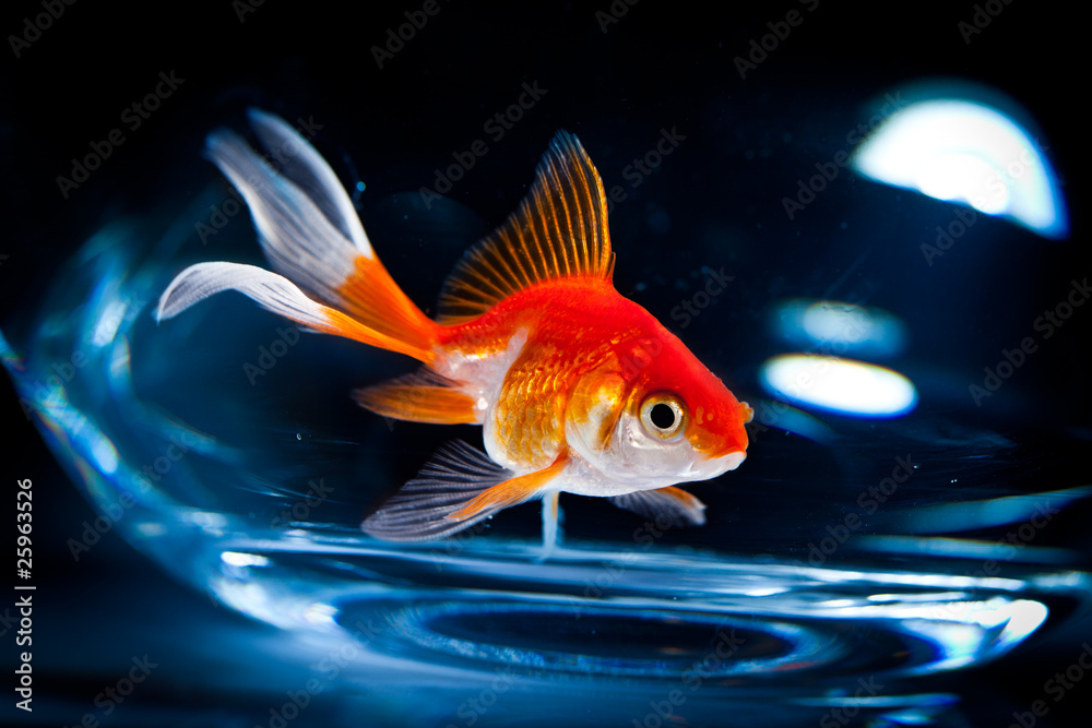 goldfish Stock Photo | Adobe Stock
