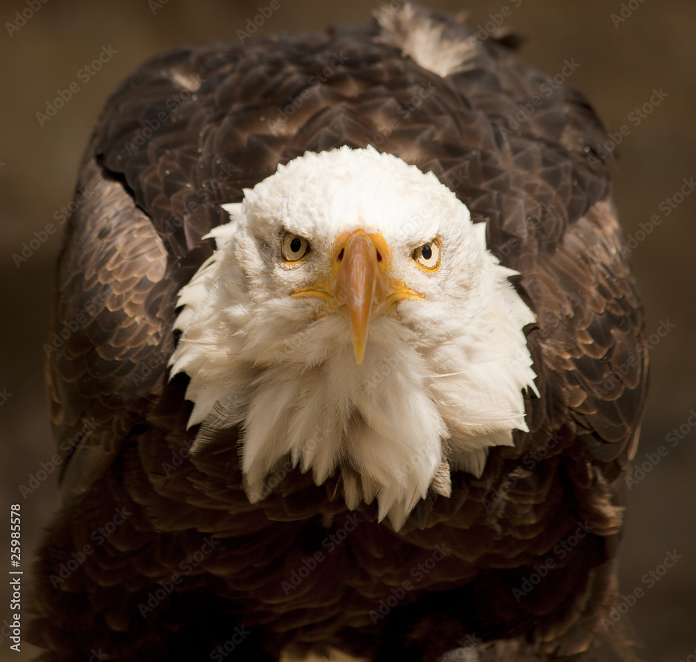 Adlerkopf Stock-Foto | Adobe Stock