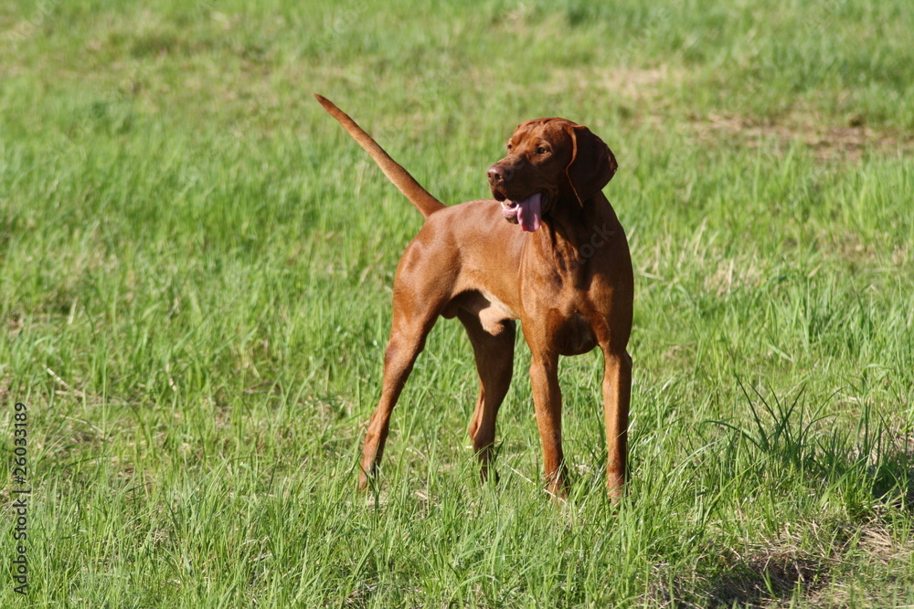 Magyar Vizsla Rüde Stock-Foto | Adobe Stock