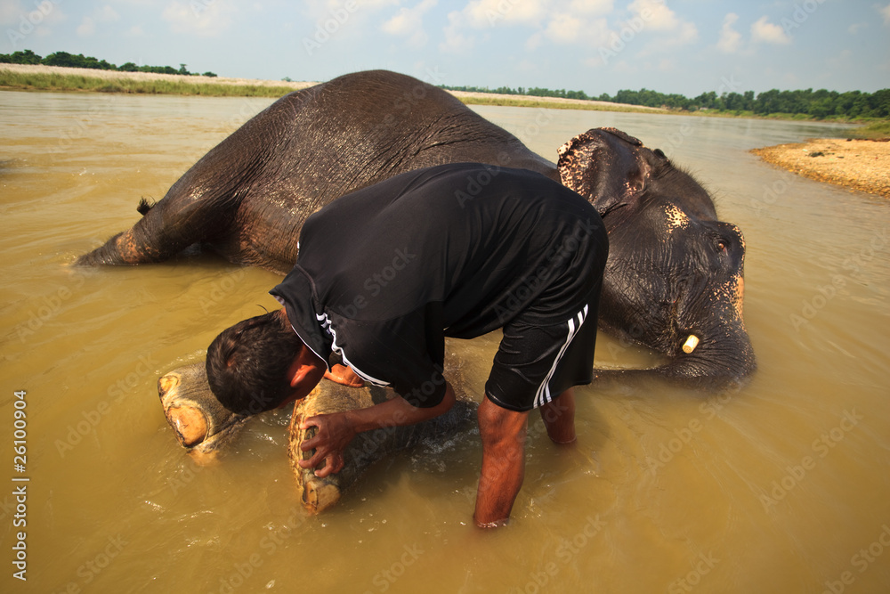 Man Scrubbing Elephant's Feet in River in Nepal Stock Photo | Adobe Stock