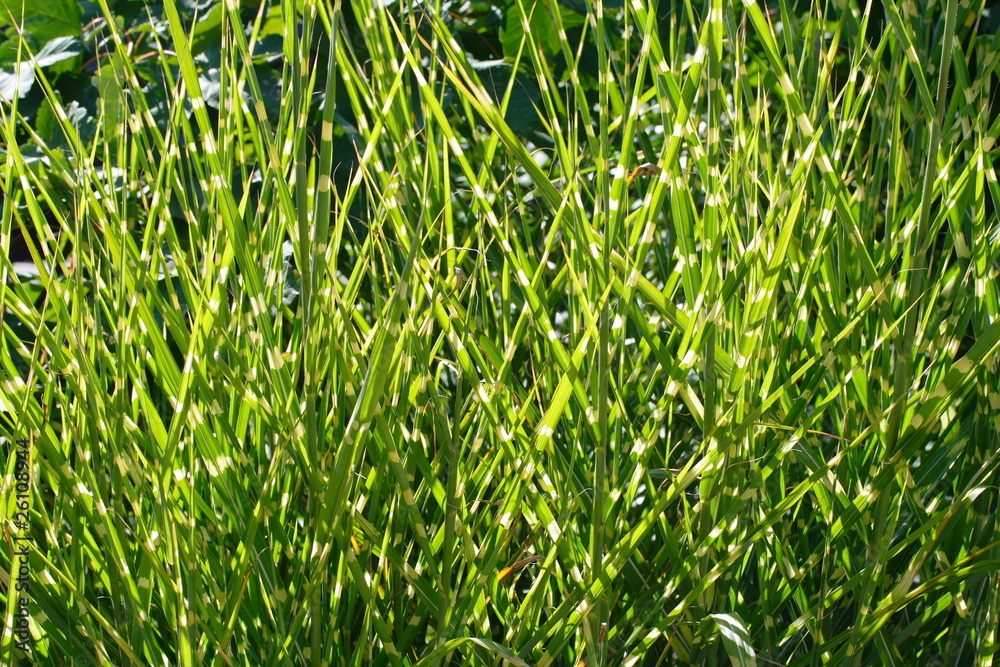 Zebragras | Miscanthus sinensis Stock Photo | Adobe Stock