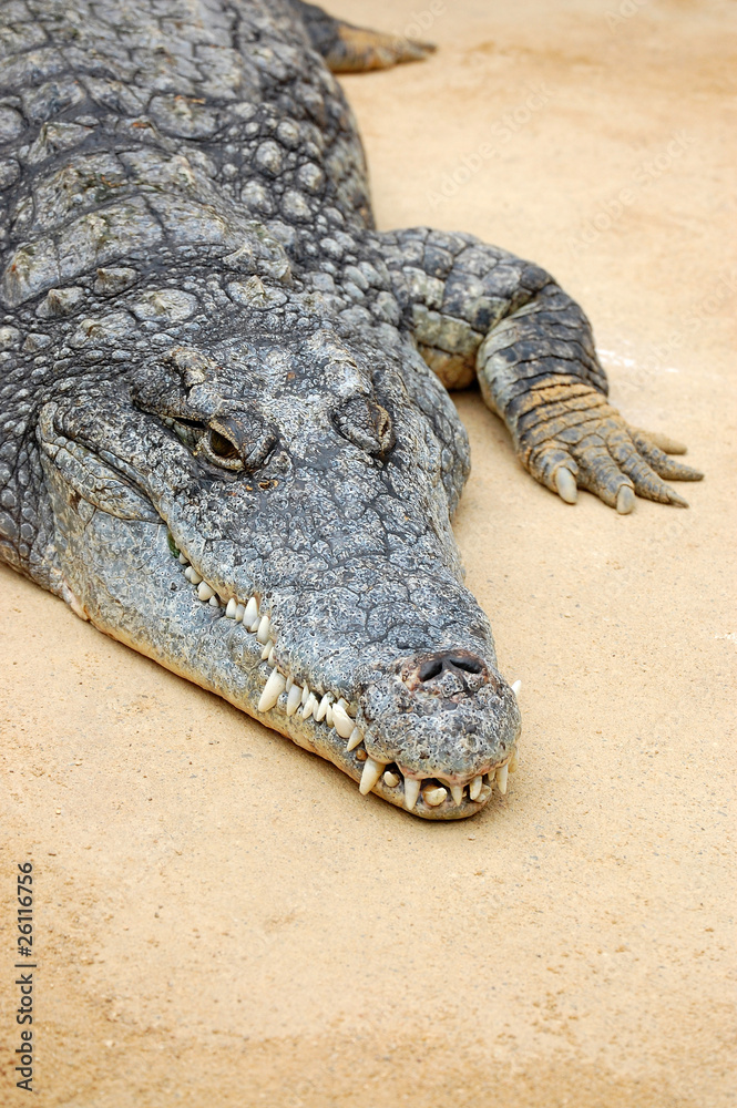 Crocodile vertical Stock Photo | Adobe Stock