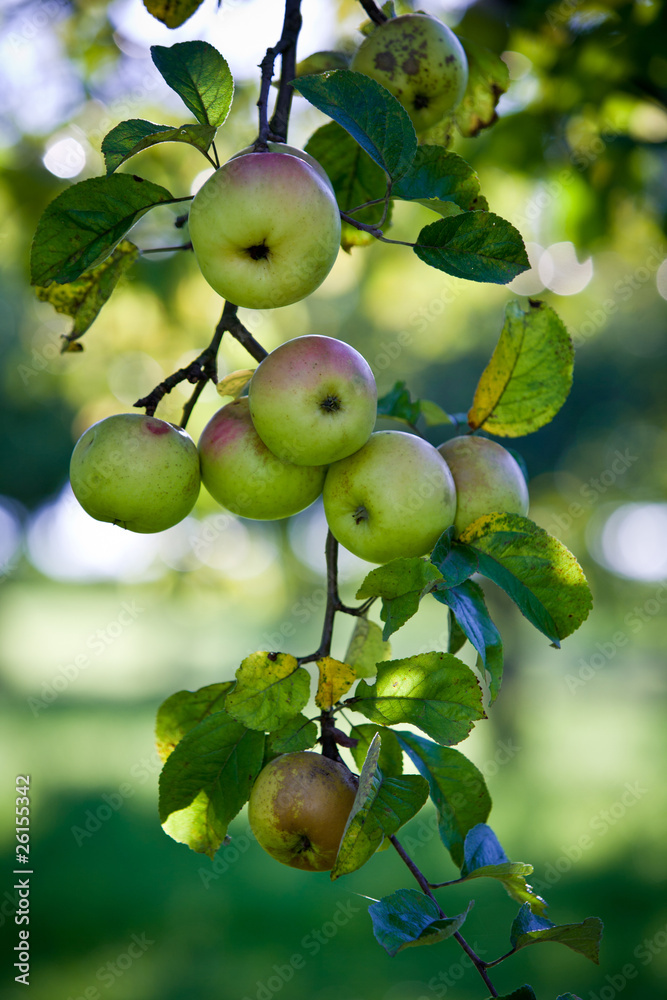 Apfelbaum Stock-Foto | Adobe Stock