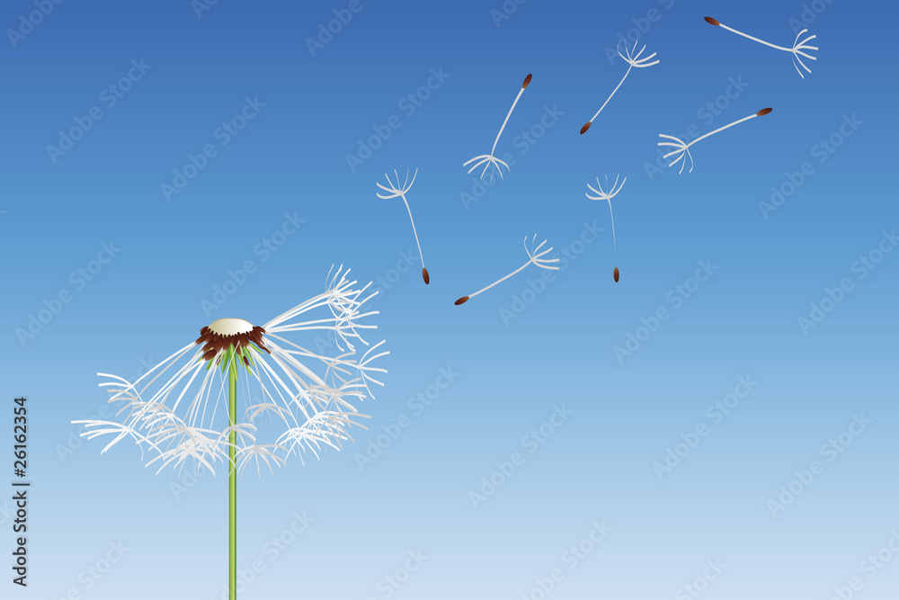 Pusteblume Stock Vector | Adobe Stock