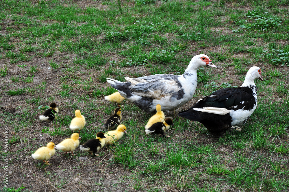 Entenfamilie Stock-Foto | Adobe Stock