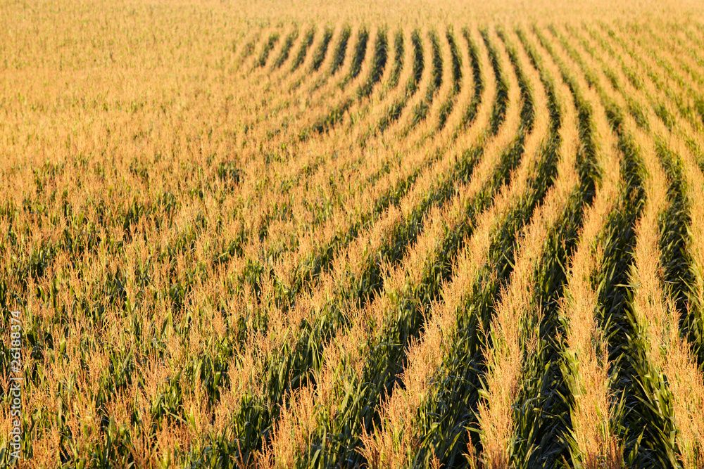 corn field from above Stock Photo | Adobe Stock