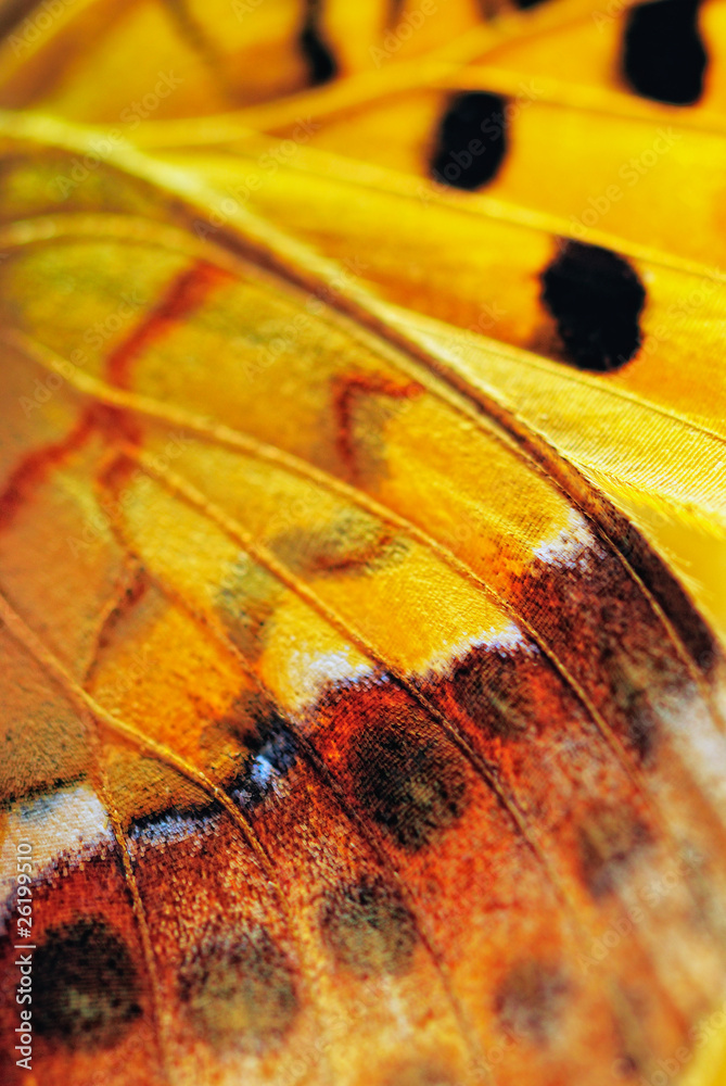 Wing of butterfly Stock Photo | Adobe Stock