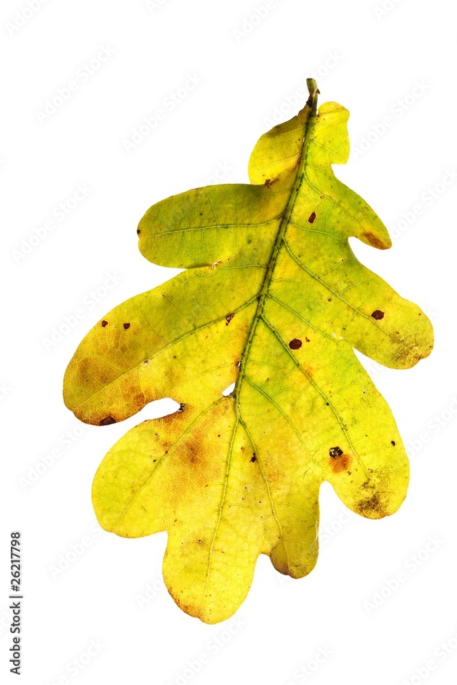 Eichenblatt Stock-Foto | Adobe Stock