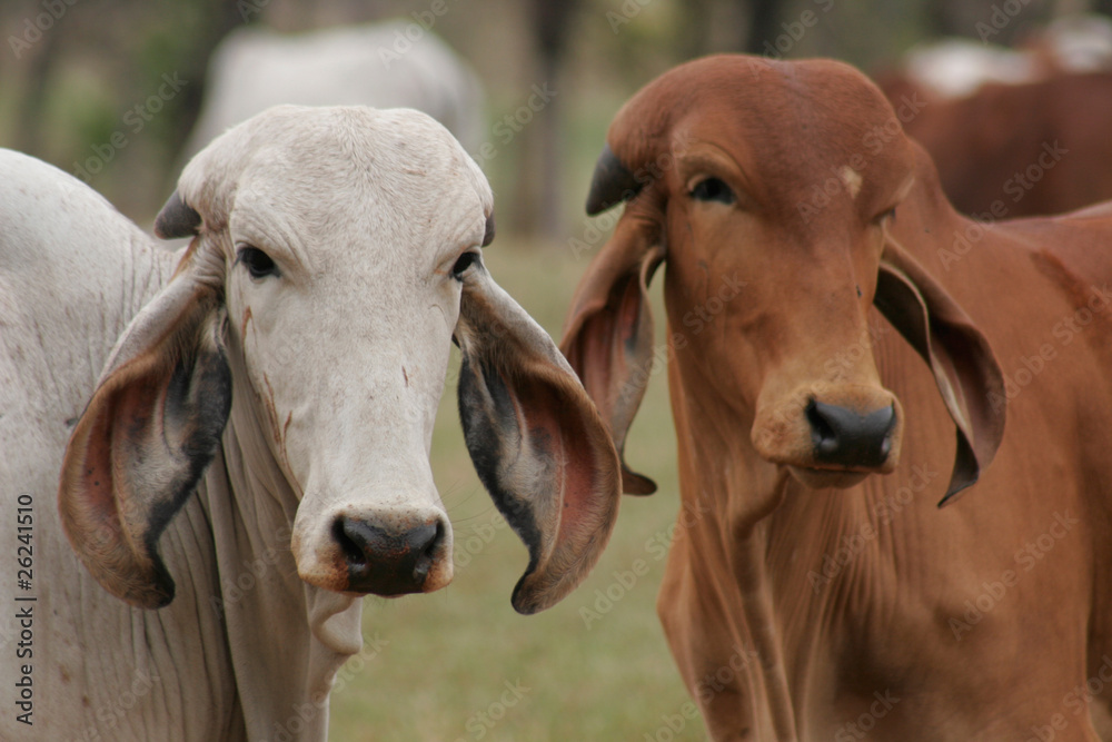 Gado_1 Stock Photo | Adobe Stock